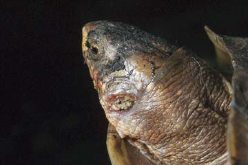 Tortoise Trust Web - Tortoise Hospital History