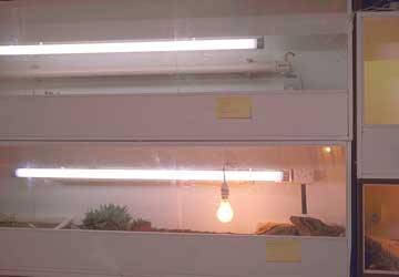 Tortoise Trust Web - Tortoise Hospital History